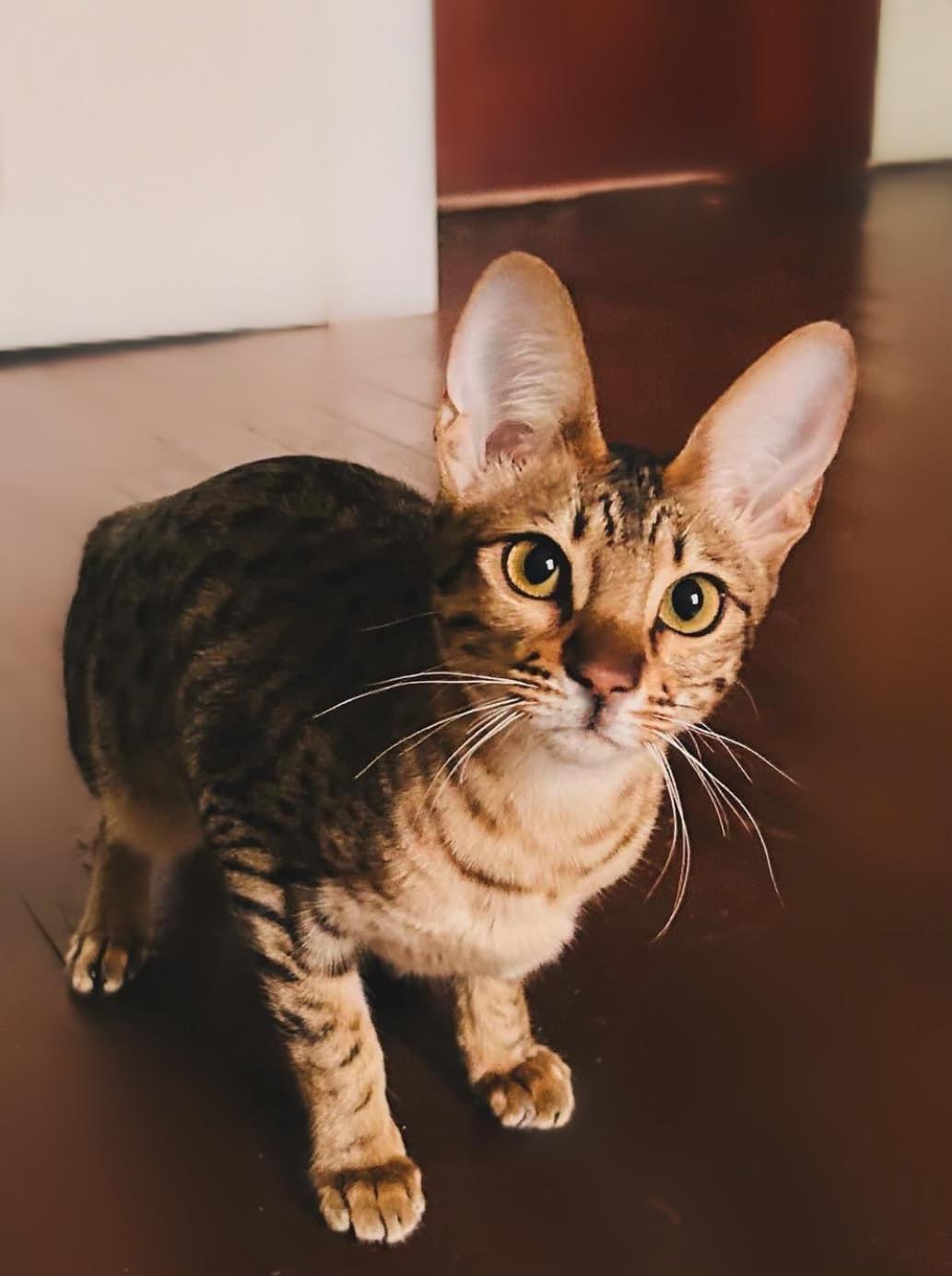 F1, F2, F3, F4, F5 & F6 Savannah Cats for Sale | Contact Now