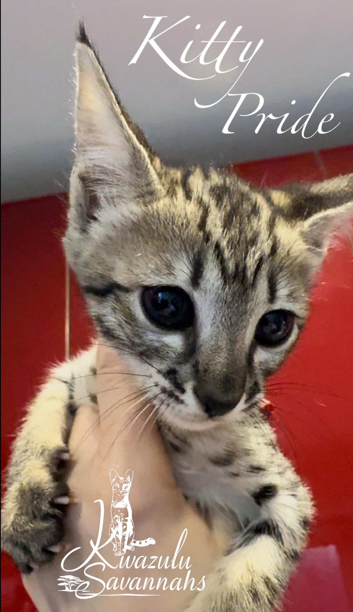 F1, F2, F3, F4, F5 & F6 Savannah Cats for Sale | Contact Now