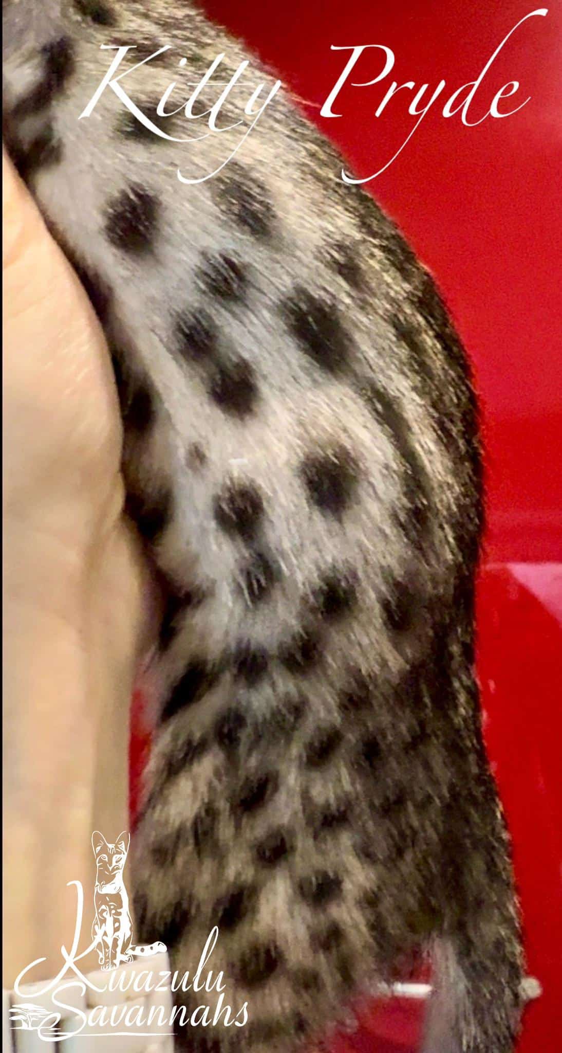 F1, F2, F3, F4, F5 & F6 Savannah Cats for Sale | Contact Now