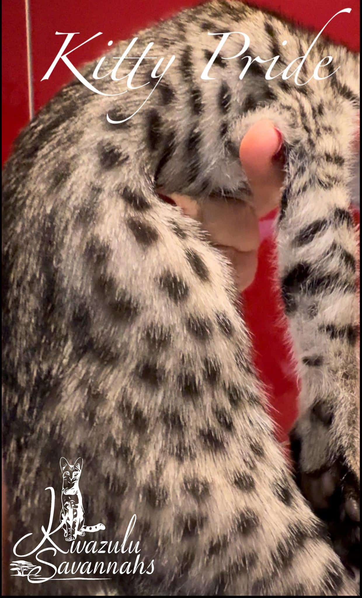 F1, F2, F3, F4, F5 & F6 Savannah Cats for Sale | Contact Now