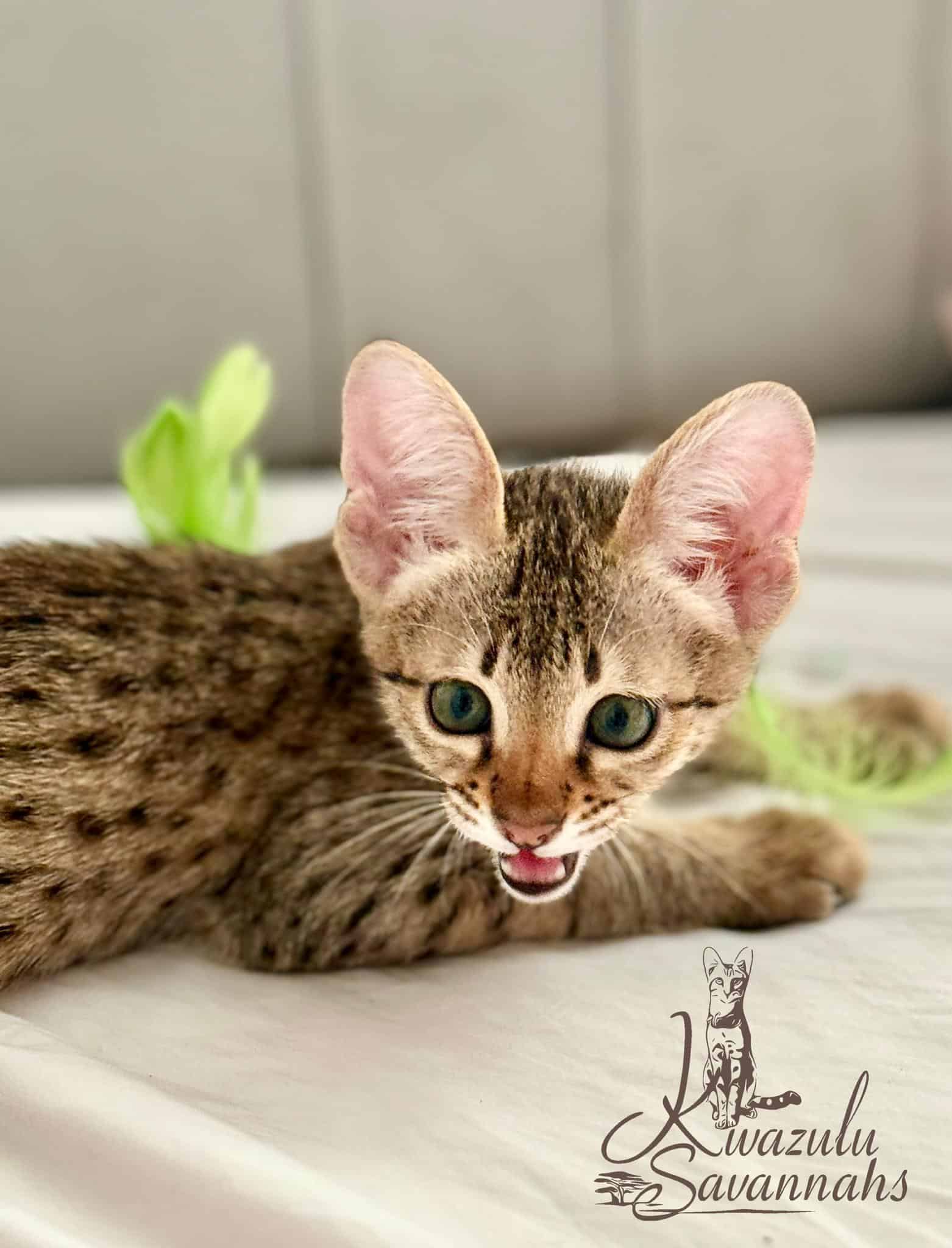 Photos of our Savannah Cats, Savannah Kittens UK