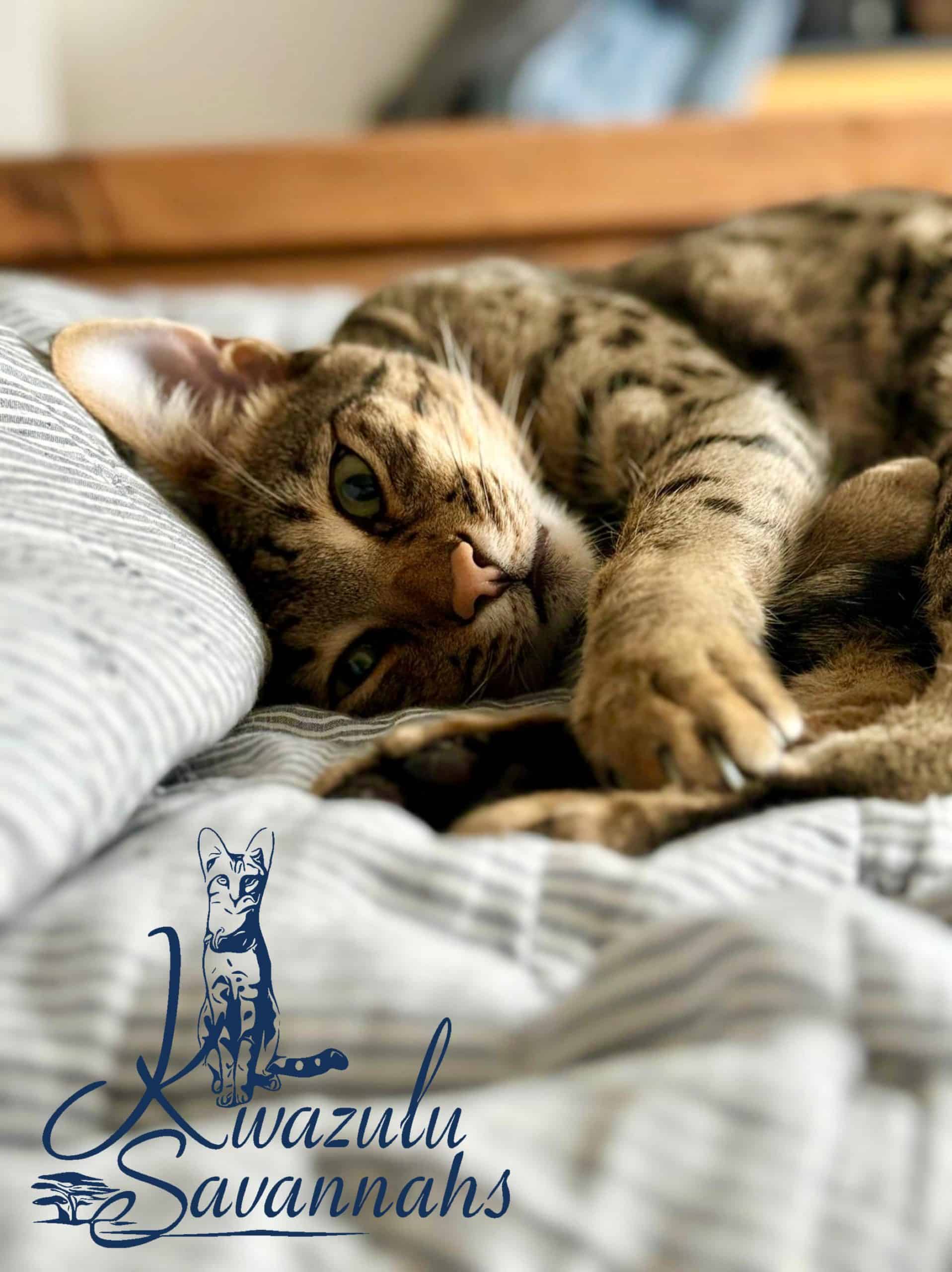 Photos of our Savannah Cats, Savannah Kittens UK