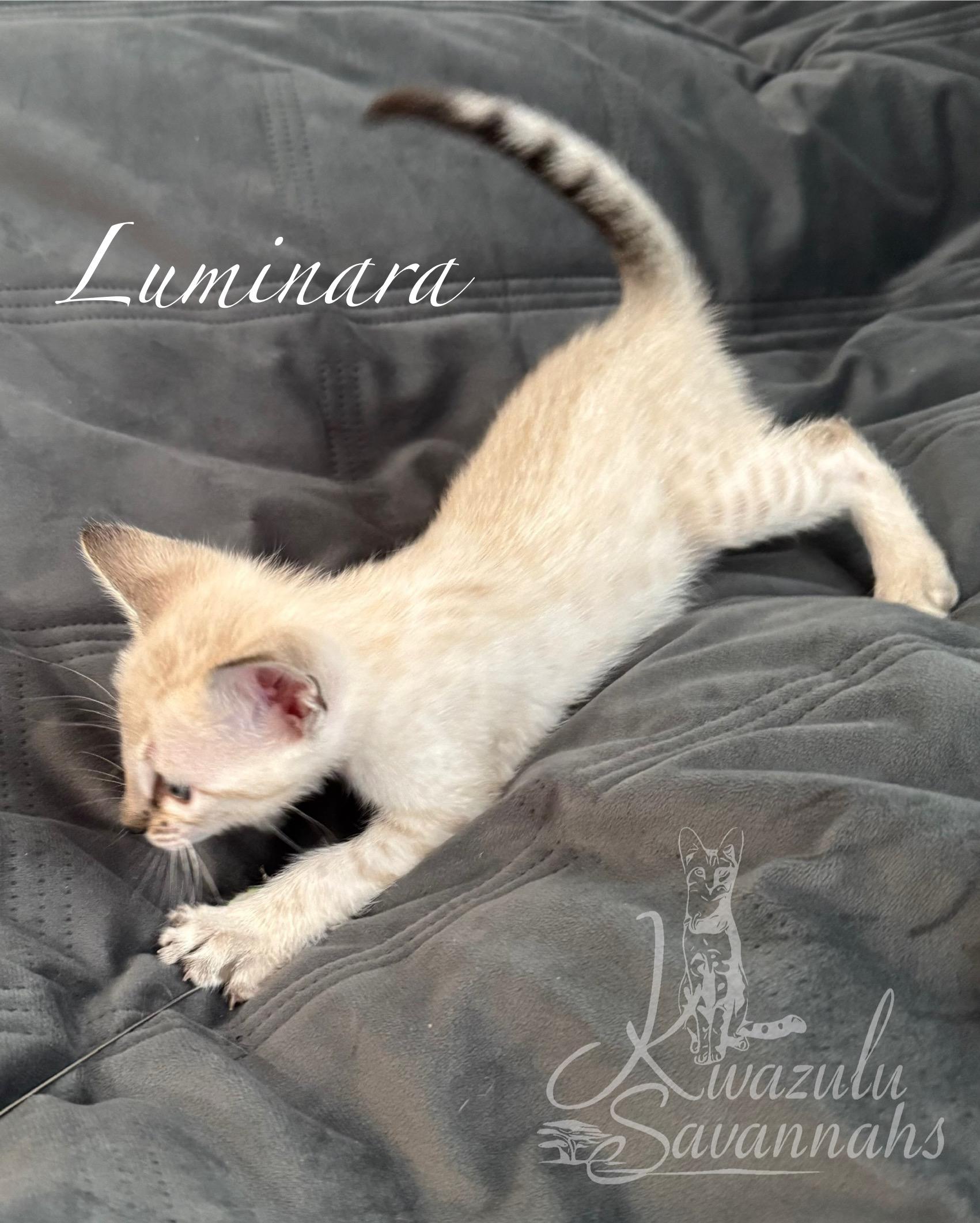 F1, F2, F3, F4, F5 & F6 Savannah Cats for Sale | Contact Now