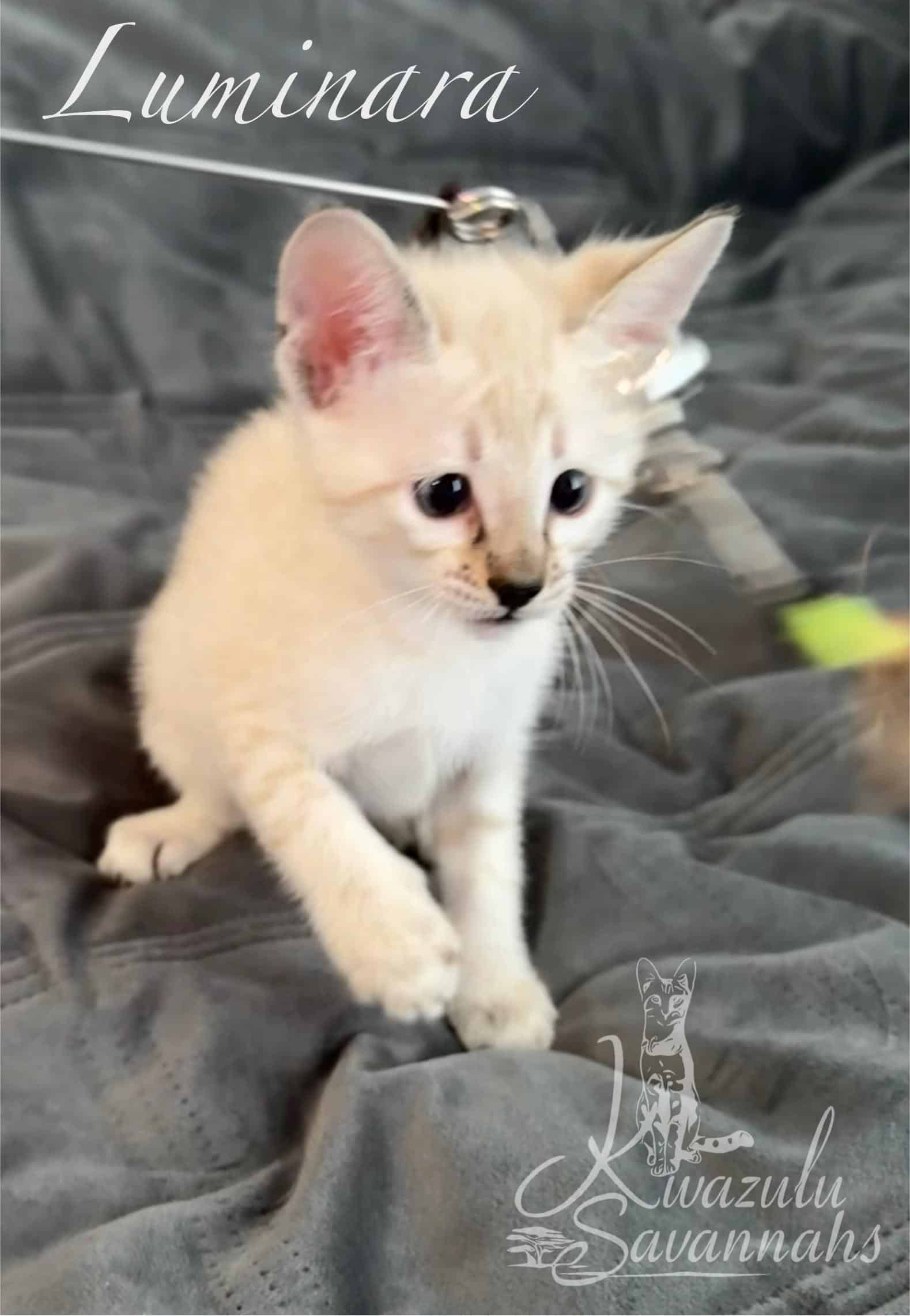 F1, F2, F3, F4, F5 & F6 Savannah Cats for Sale | Contact Now