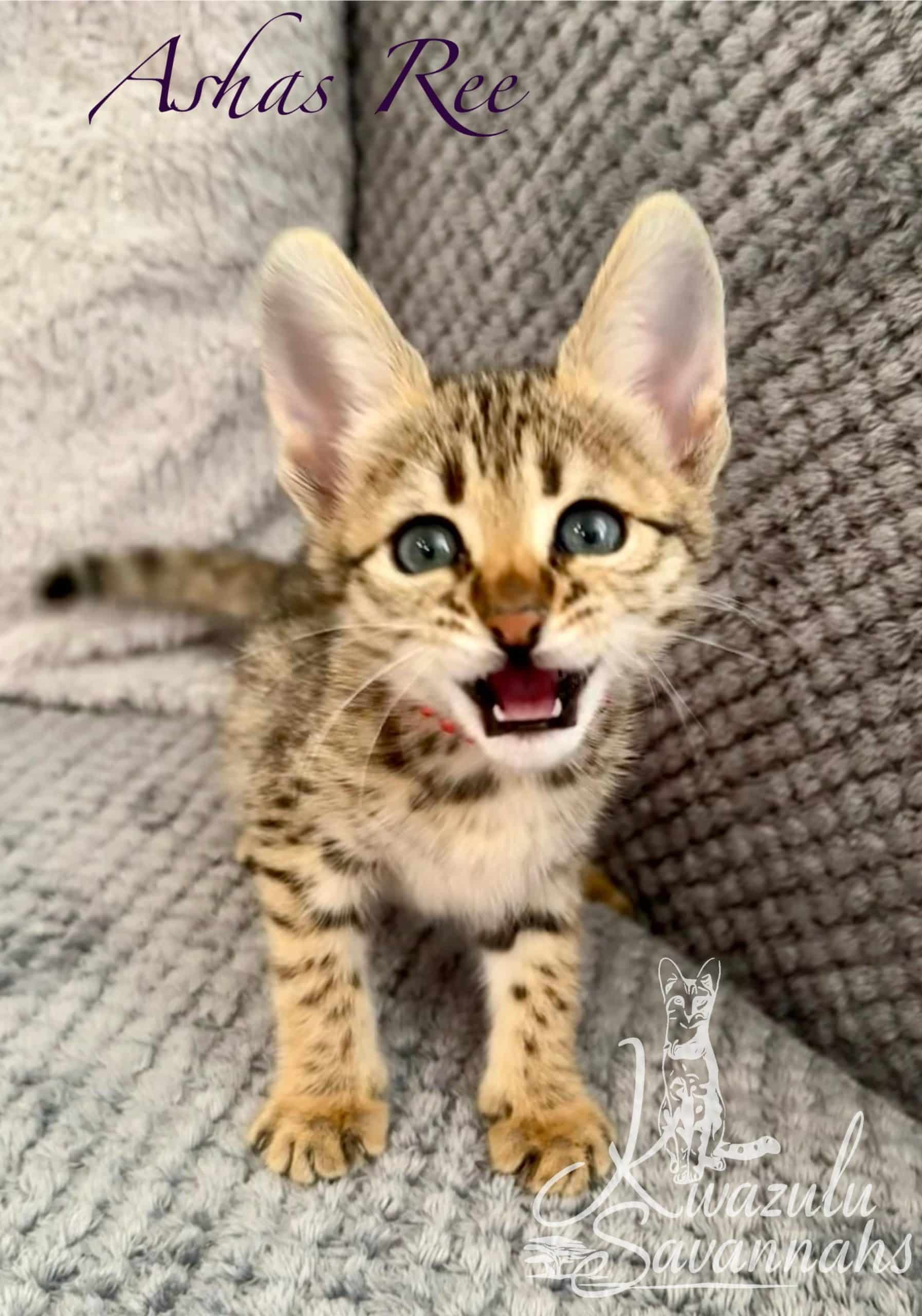 F1, F2, F3, F4, F5 & F6 Savannah Cats for Sale | Contact Now